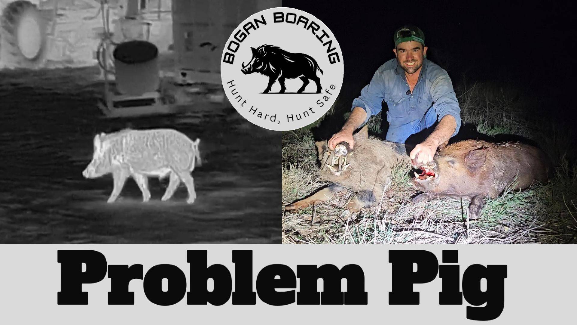 Bogan Boaring pig hunting videos